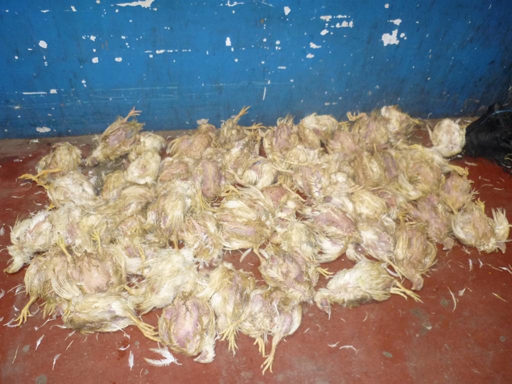 Decomisan pollos en mal estado en conocida avícola de Belén - Diario de ...