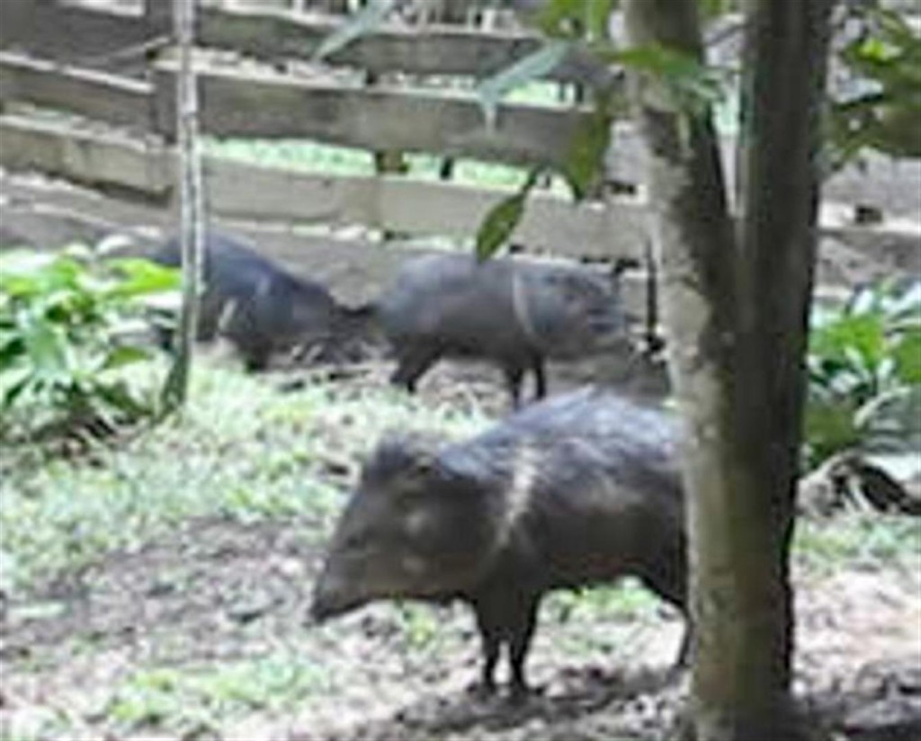 Líderes nativos de Loreto son capacitados en crianza de sajinos ...