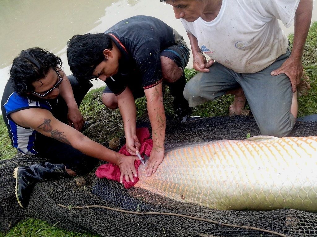 Piden declarar al Paiche como Producto de Bandera Nacional - Diario de ...