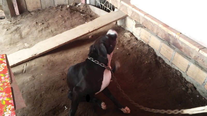 Perro de raza Pitbull aterroriza a vecinos de la prolongación ...