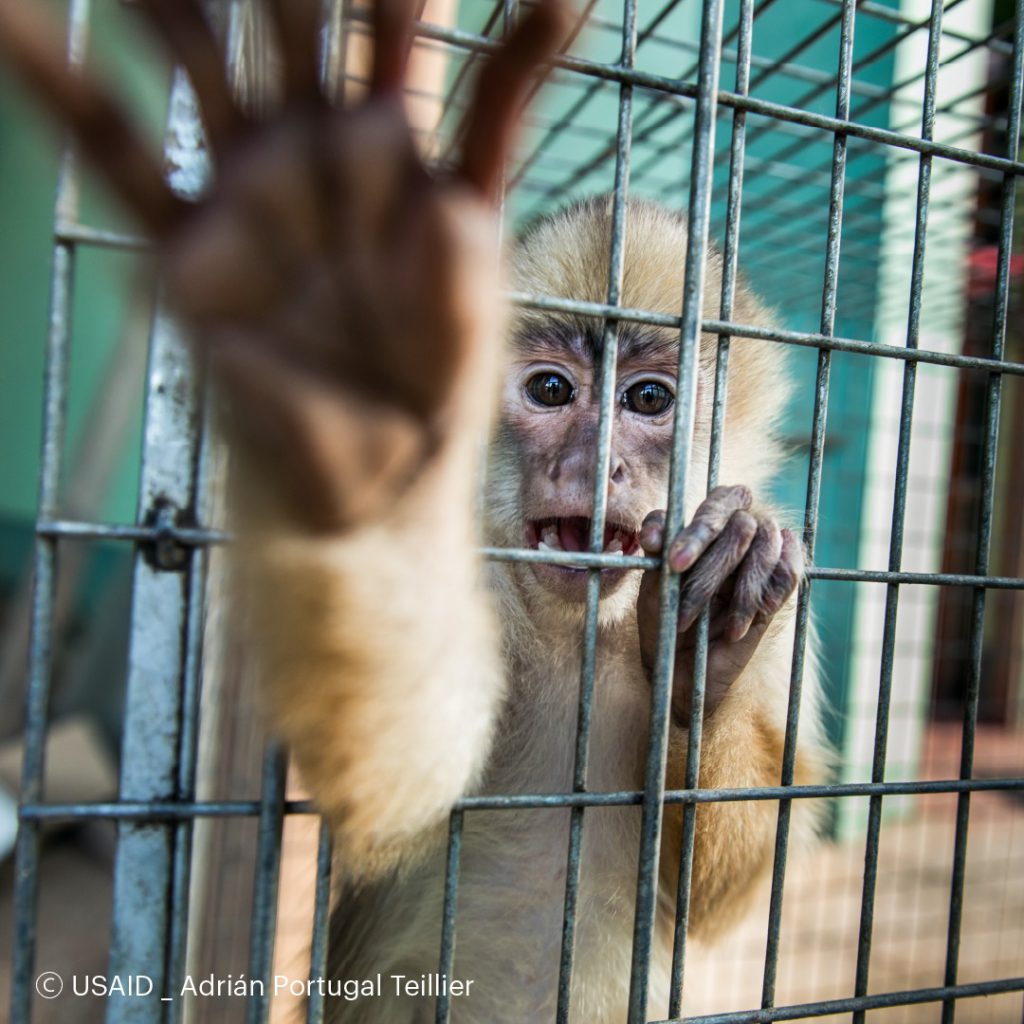 Tres consejos para prevenir el tráfico ilegal de vida silvestre ...